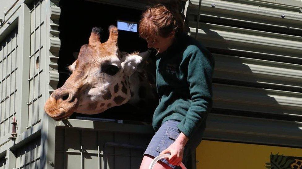 Asali the giraffe goes 'home alone' across the Outback - BBC News