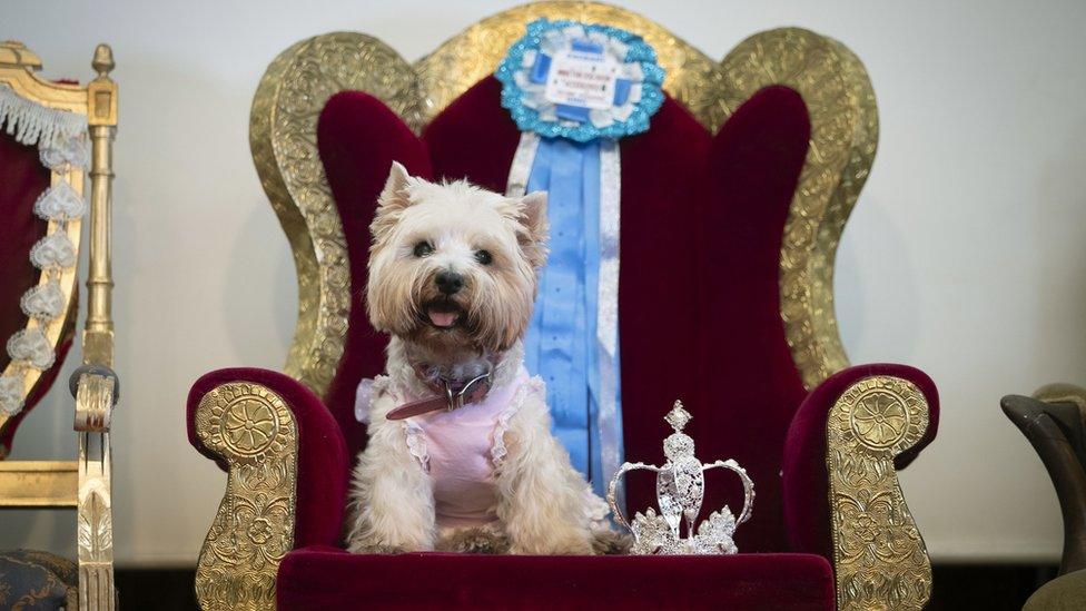 Dogs dress up for pooch pageant in Wetherby - BBC News