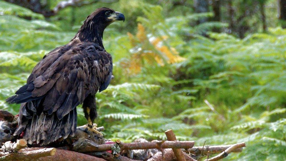 Sea eagle released after operation to remove fish hooks - BBC News