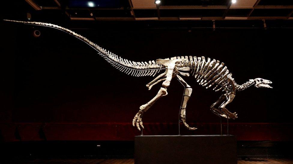 Rare dinosaur skeleton Barry goes on sale at Paris auction - BBC Newsround