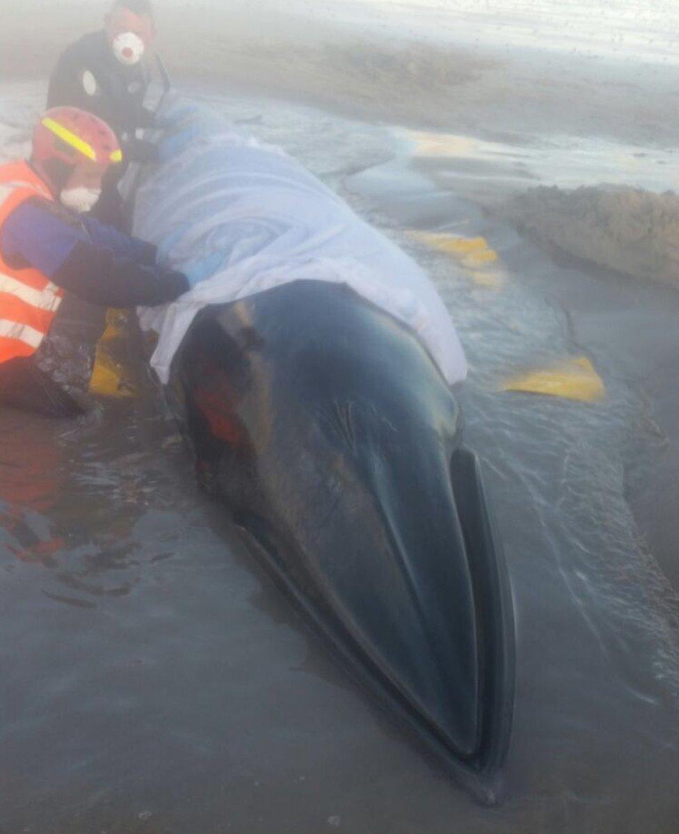 Stranded minke whale refloated by rescuers off Fife coast - BBC News
