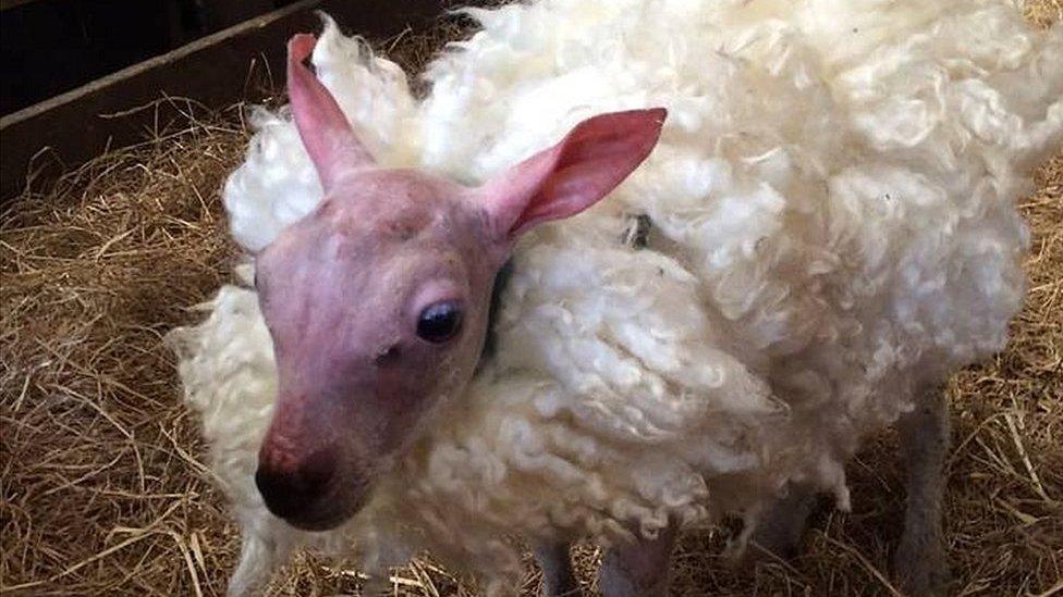Wiltshire lamb born without a fleece saved from the chop - BBC News