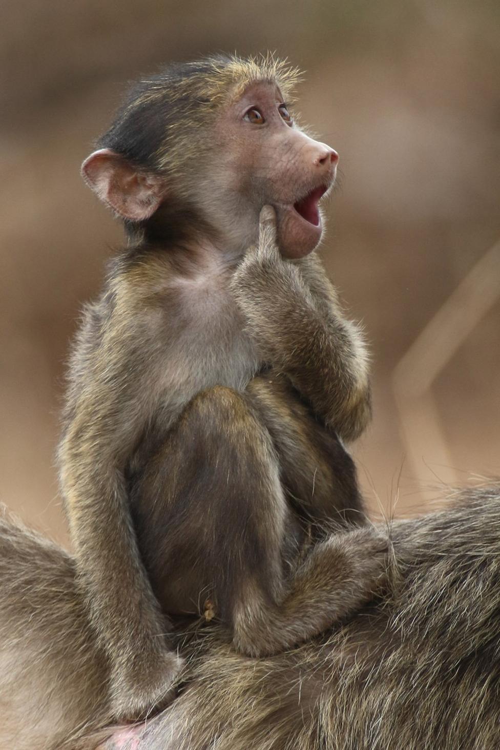 Bears, birds and kangaroos: Comedy Wildlife Photo Awards - BBC News