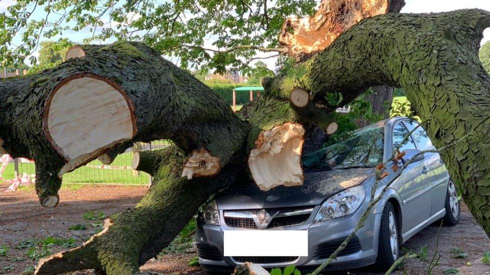 Man hurt as huge tree falls on car at Manea play park - BBC News