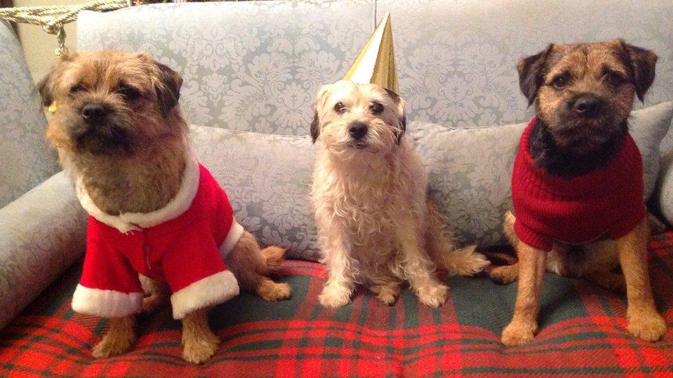 Dogs mirror other dogs' emotions: Your canine copycat pictures - BBC News