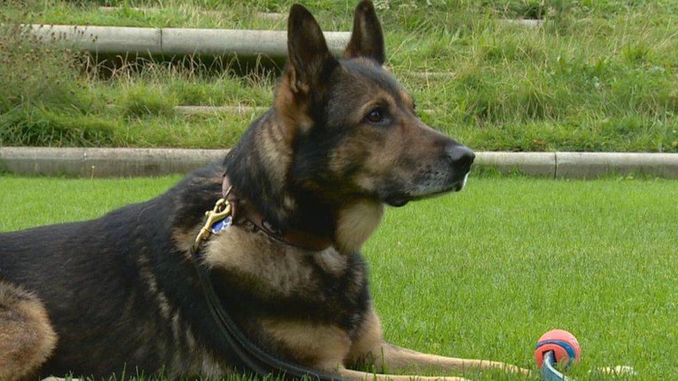 Woman attacked in Keynsham field in dog lead row - BBC News