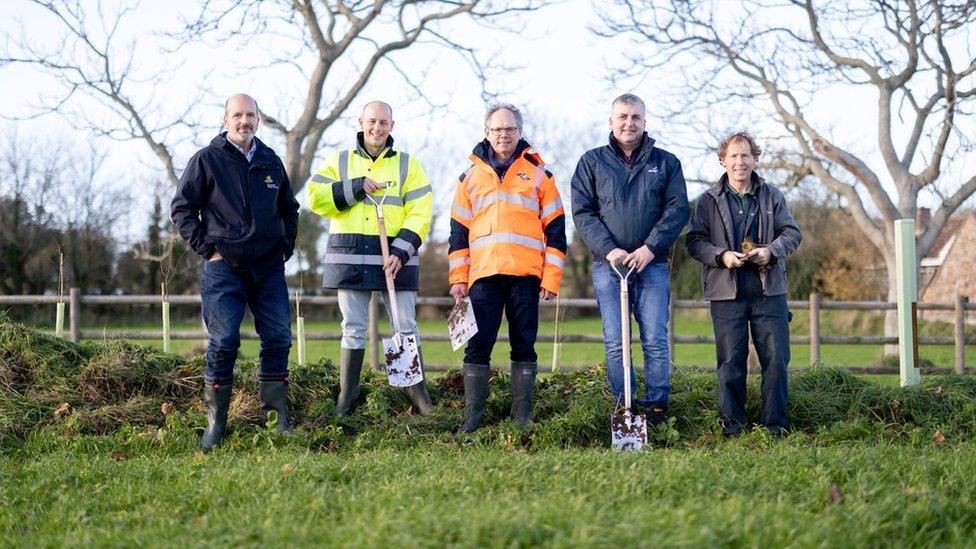 Jersey utility companies to support work on new hedgerows - BBC News