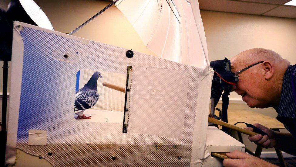 Pigeons on display at British Homing World Show of the Year - BBC Newsround