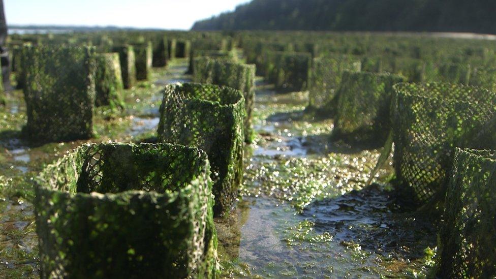 The 'phallic' clam America sells to China - BBC News