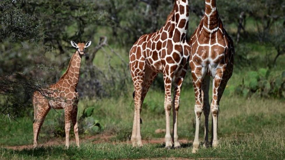 World Giraffe Day: Seven top facts about the world's tallest animal ...