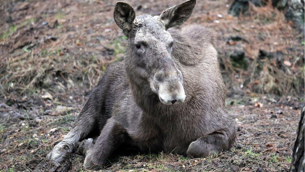 Eurasian elk: UK breeding programme begins at wildlife park - BBC News