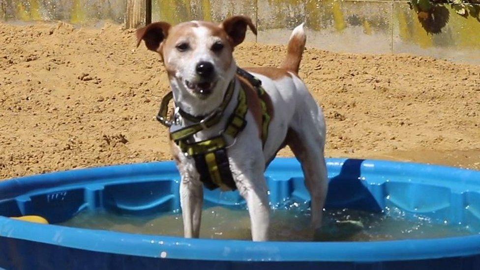 'Stinky' swan rescued from sewage tank in Salisbury - BBC News