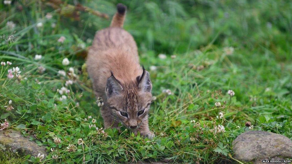 Park's new lynx cubs scout out their enclosure - BBC News