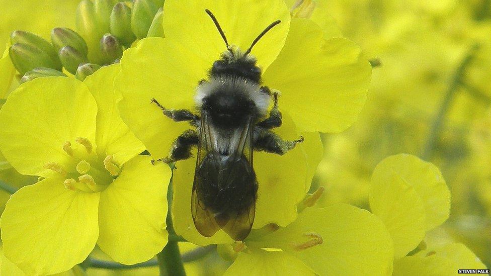 Seeing is bee-lieving: Bid to save threatened bee species in Ireland ...