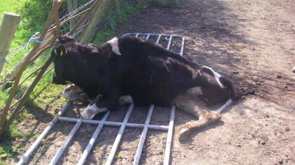 Glenavy farmer given suspended sentence for 'horrendous' animal cruelty ...