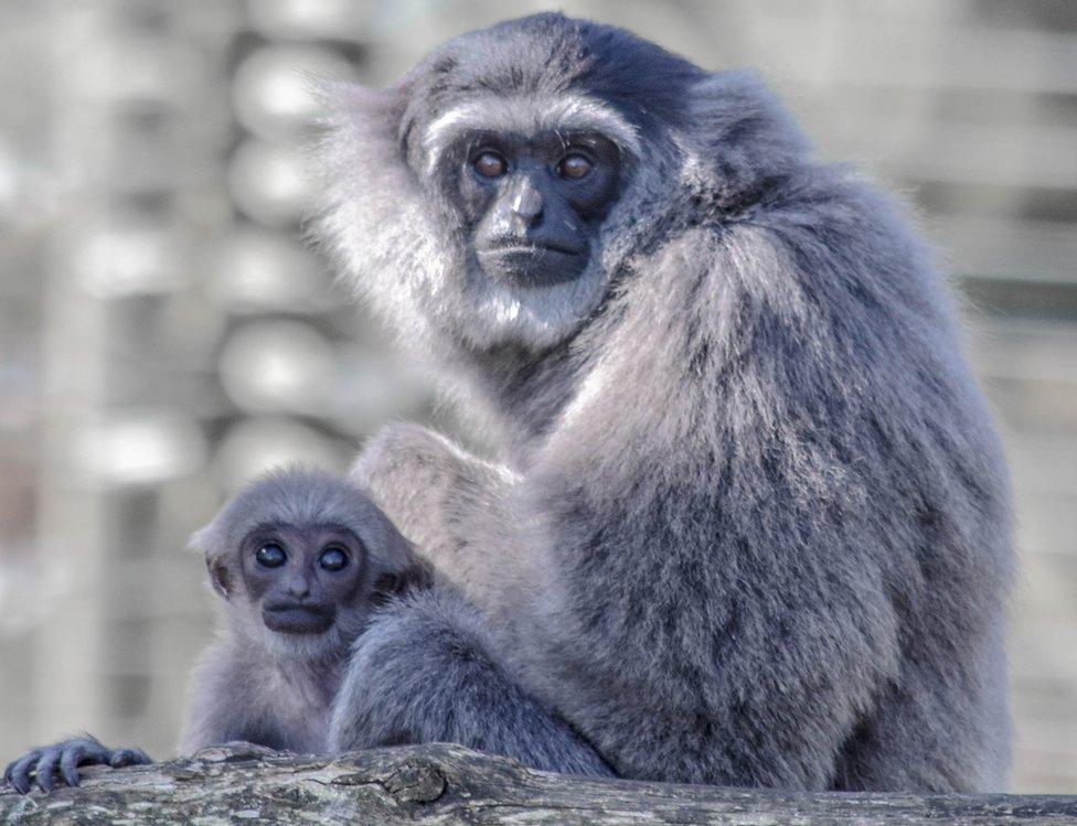 Your pictures: Grown-up - BBC News