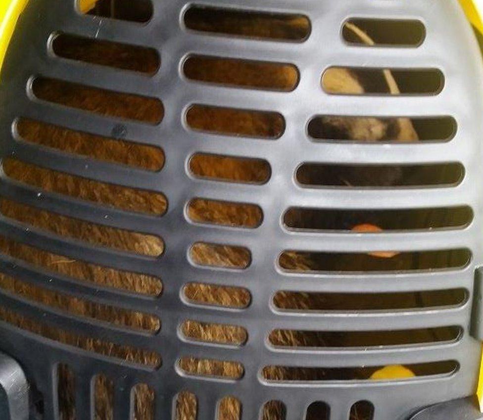 Badger found in cage inside car boot in Salford - BBC News
