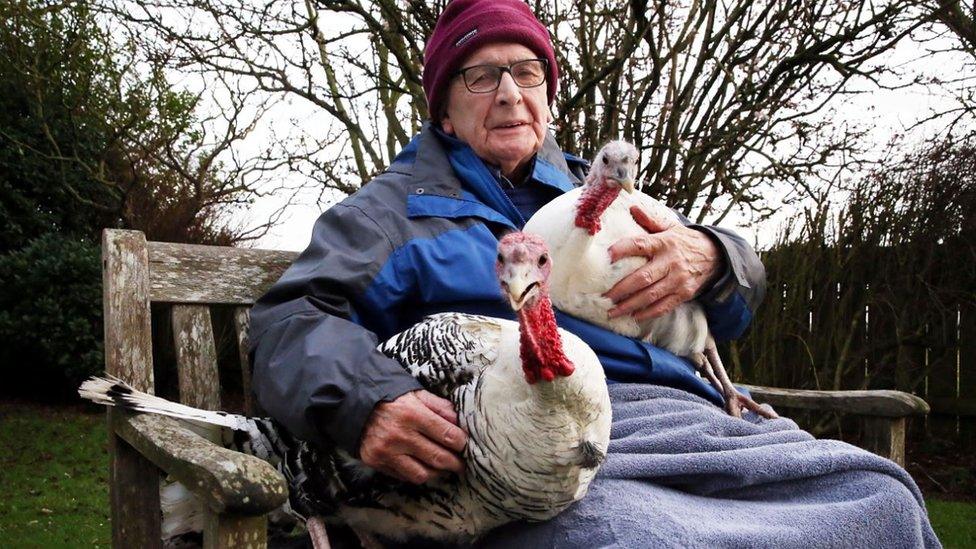 Bamburgh feathered friends Ozzy and Sharon spared Christmas gobbling ...