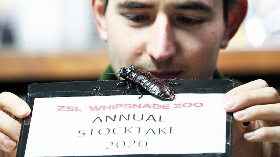 Animal count begins at the UK's biggest zoo - BBC Newsround