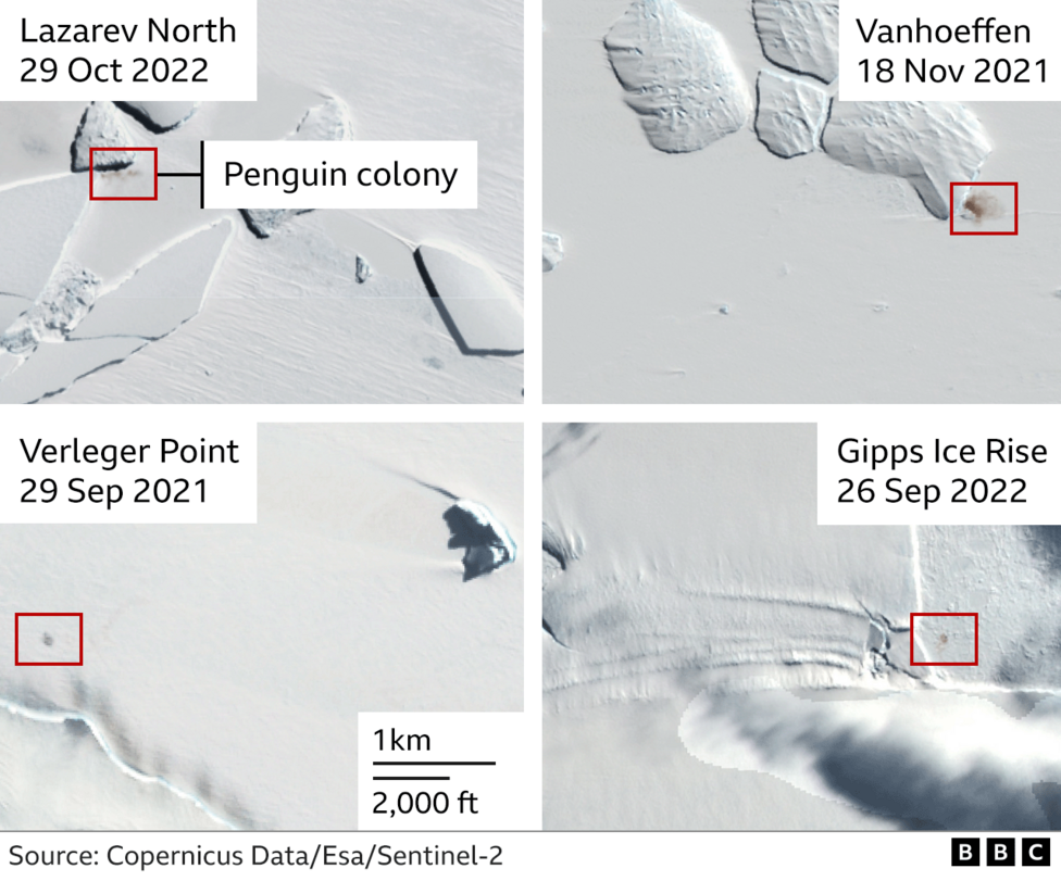 Climate change: Four new emperor penguin groups found by satellite ...