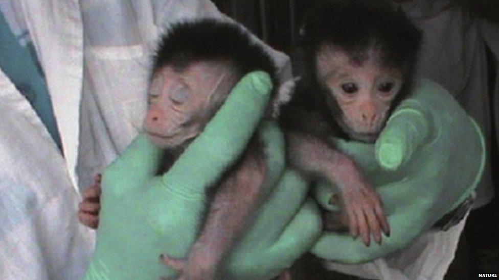 Scientists create the first ever autistic monkeys - BBC News