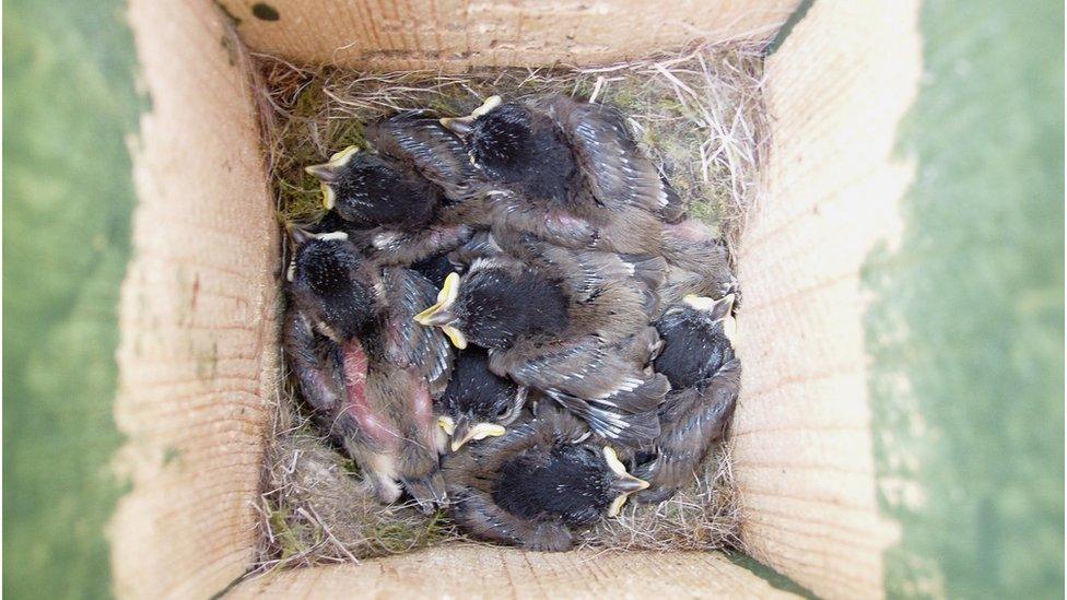 Nest-boxes no substitute for tree cavities, says study - BBC News