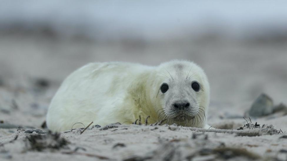Baby seal experiment shows they can understand rhythm - BBC Newsround
