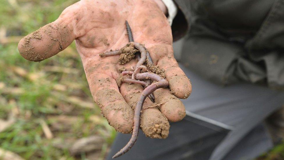 Earthworms' place on Earth mapped - BBC News