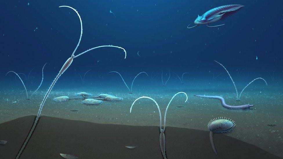 Oldest worm ancestors discovered that lived in tubes - BBC Newsround