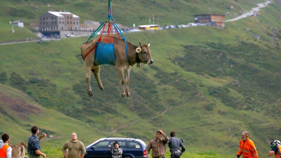Cows in Swiss Alps airlifted to lower pastures for autumn - BBC Newsround