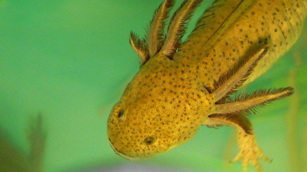 Scientists asking people to 'adopt' an axolotl - BBC Newsround