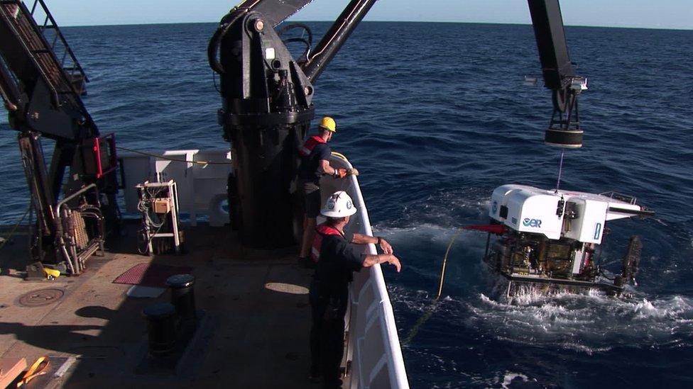 Ghost-like 'Casper' octopod discovered - BBC News