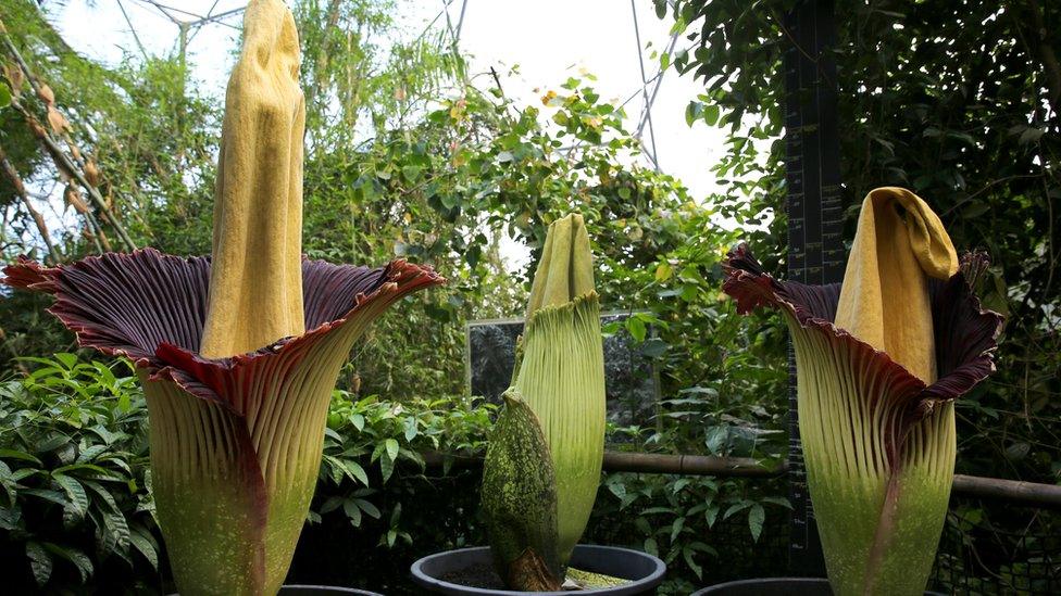 Rare titan flowers bloom at Cornwall's Eden project - BBC News