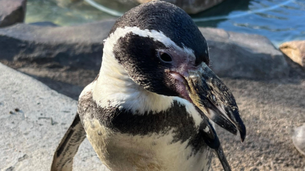 Hayle tourist attraction Paradise Park 'under pressure' - BBC News