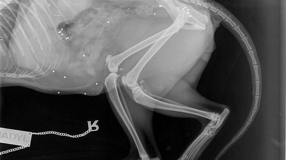St Blazey shotgun attack cat has leg amputated - BBC News