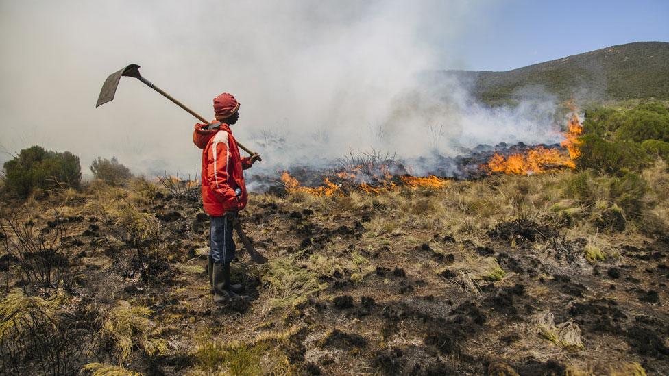 Mount Kenya wildfire: Marijuana farmers blamed - BBC News