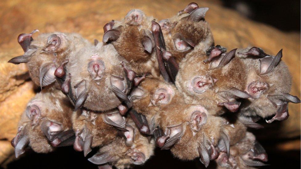 Asian bats show resistance to deadly white-nose syndrome - BBC News