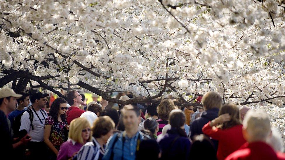 In Pictures: 100 years of Washington cherry blossom - BBC News