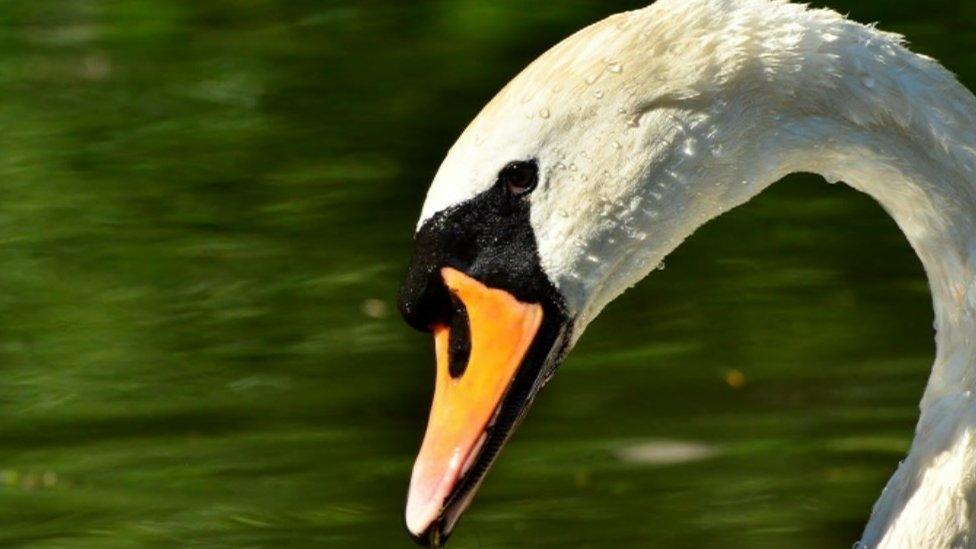 Memorial held for 'Angry Bob' the grumpy swan - BBC News