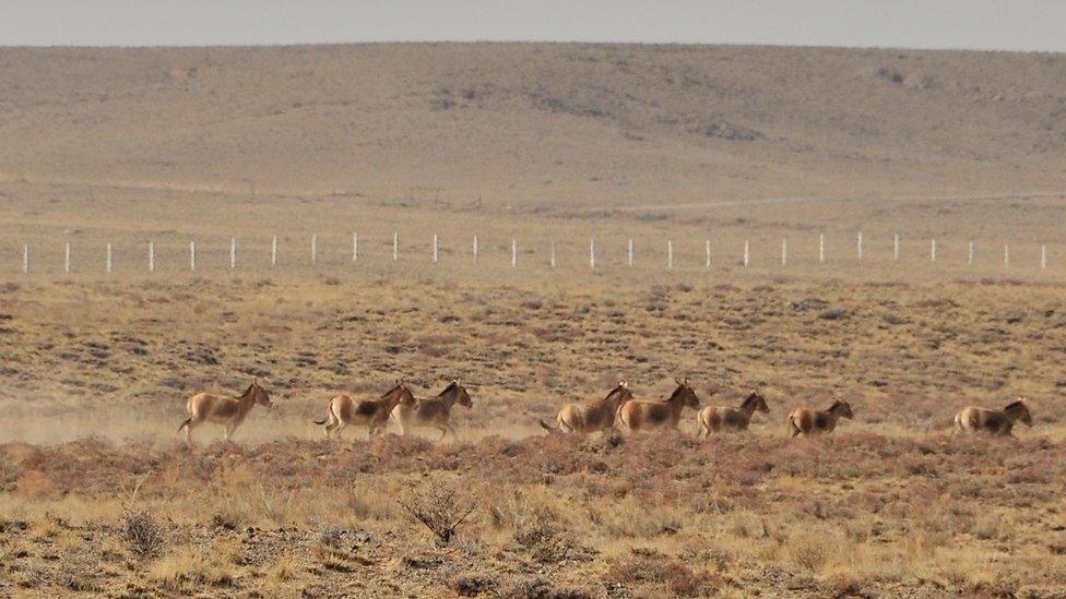 Rise of border fences hampers wildlife movements - BBC News