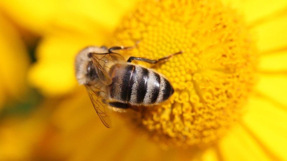 Beinn Eighe's dark bees could aid fight against virus - BBC News