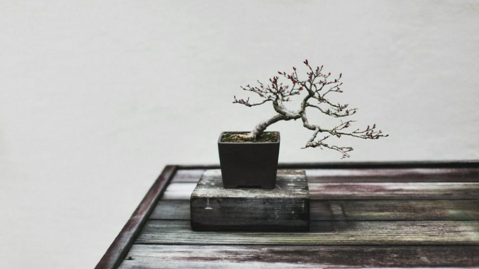 Bonsai theft: Japanese couple robbed of 400-year-old tree - BBC News