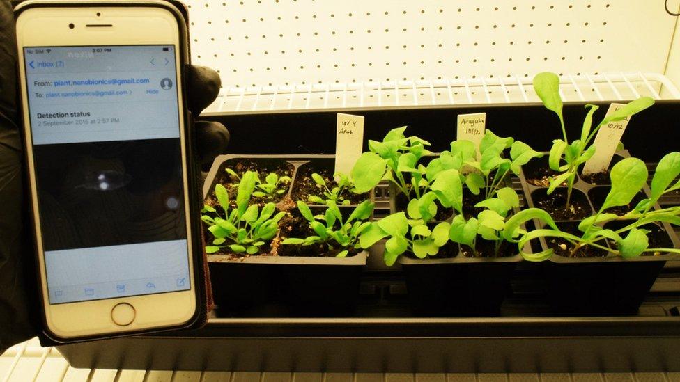 'Bionic' plants can detect explosives - BBC News