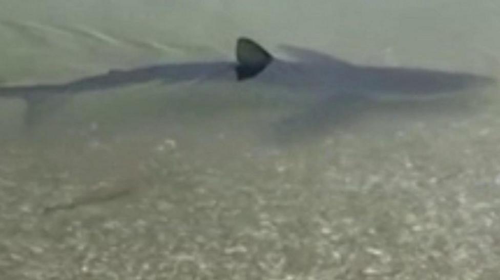 Hampshire shark: Appeal for head to be returned - BBC News