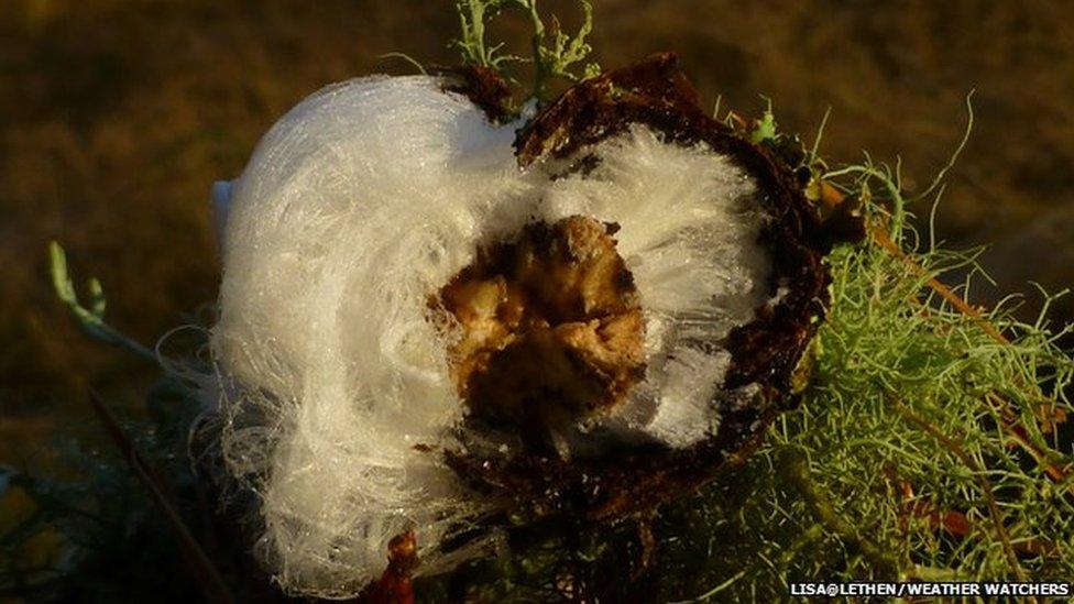 Rare hair ice spotted in Highlands - BBC Weather