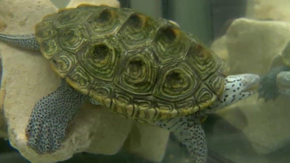 Rogue terrapin found at Lincolnshire wildlife sanctuary - BBC News