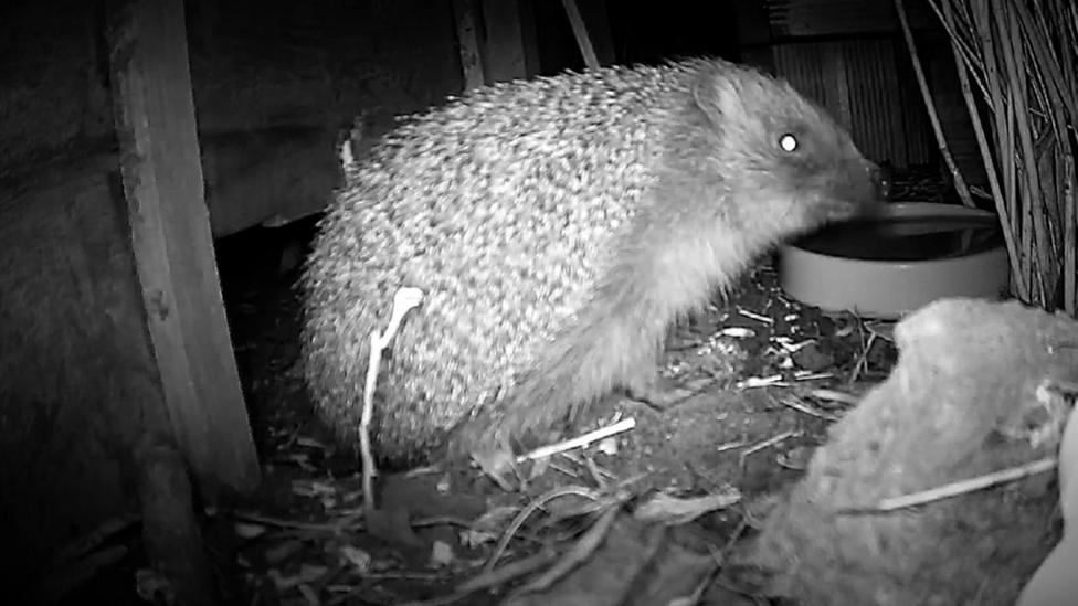 Hedgehog population plummets in UK countryside, research suggests - BBC ...