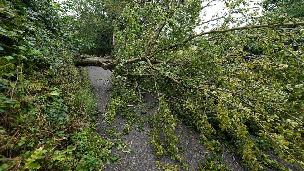 Storm Antoni: Fallen trees block rail lines in Devon and Cornwall - BBC ...