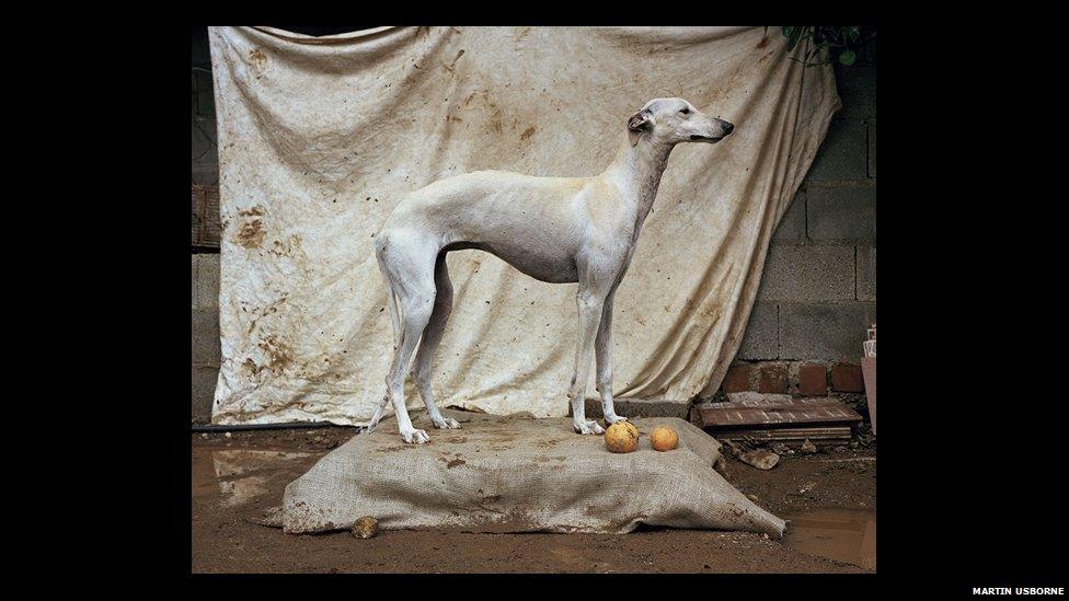 Where Hunting Dogs Rest - BBC News