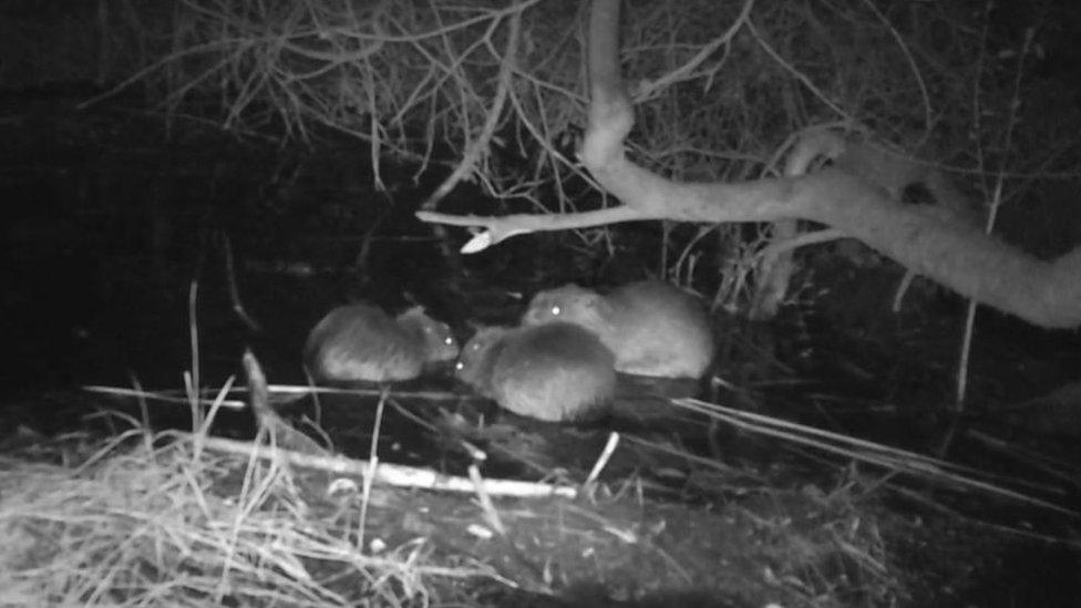 Cheshire's reintroduced beavers breed for second time - BBC News